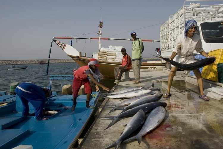 Marine Structures & Roads Construction Project - Duqm Fishery Port ...