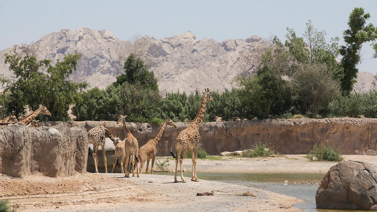 Elephant Safari, Gorilla Sanctuary & Sand Cat Conservation Centre - Al ...